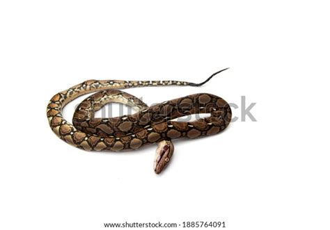 Image result for Dead Reticulated Python