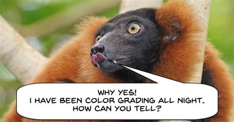 Image result for Pinnacle Studio Color Grading