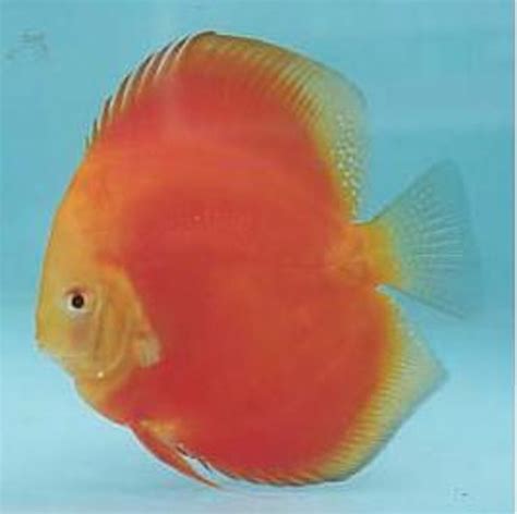 Image result for Most Expensive Discus Fish