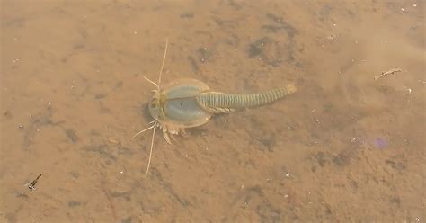 Image result for Alien Shrimp