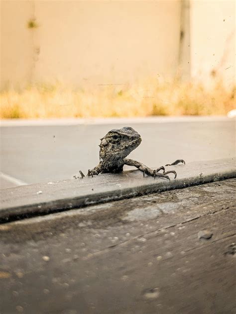 Image result for Lizard Face