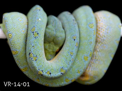 Image result for Albino Green Tree Python