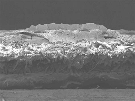 Image result for Memory Cells