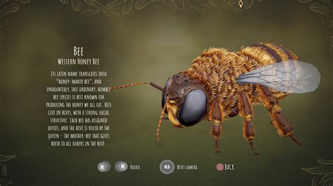 Image result for Bee Simulator PS4