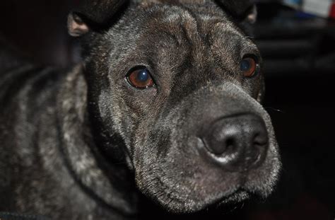 Image result for Perfectly Normal Dog