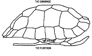 Image result for Tortoise Body Parts