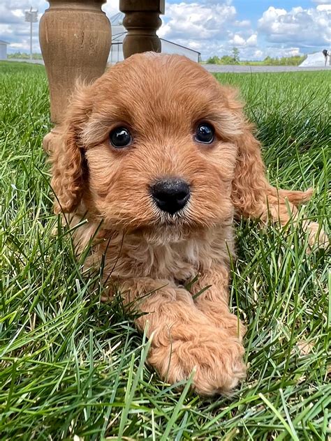 Image result for Sheltie Cavapoo Puppy