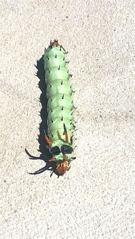 Image result for Alien Caterpillar Creepy Spider