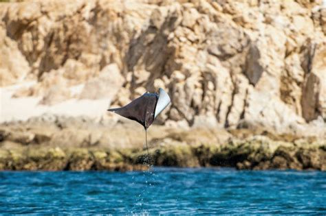 Image result for Manta Ray Jumping Over Bridge