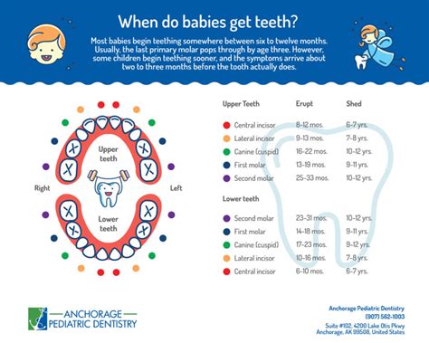 Image result for Teething Chart