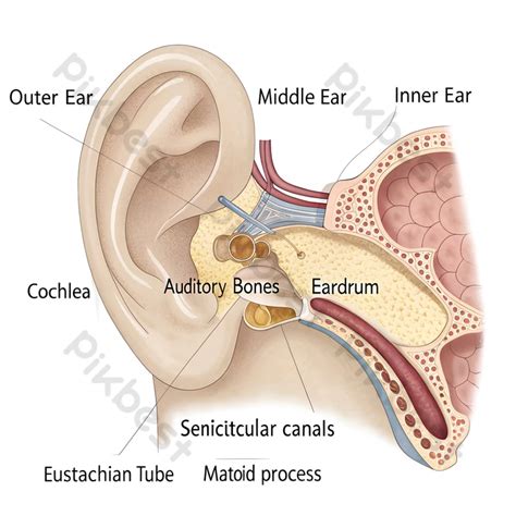 Image result for Outer Ear Angiogram