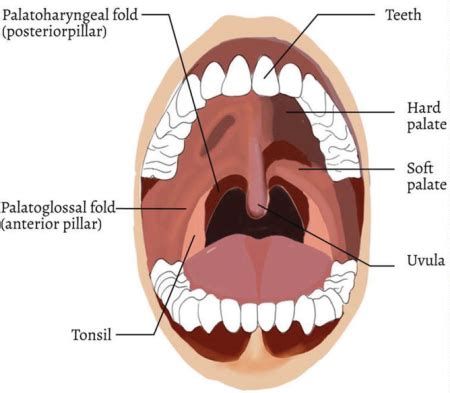 Intubation - WikEM