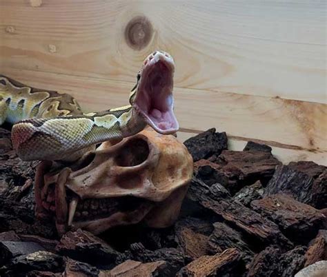 Image result for Inside a Python Mouth