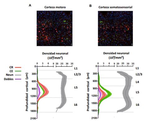 Image result for Scientific Figure Example
