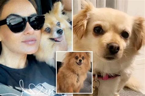 Image result for Beating Dogs Graphic