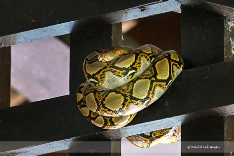 Image result for Python Reticulada