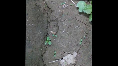 Image result for Weed Detection Using Python