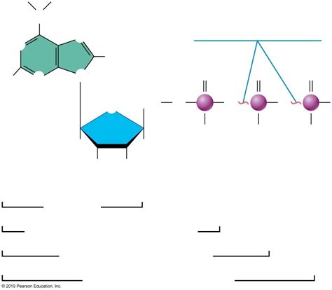 Image result for Basic Structure of ATP