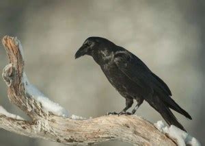 Image result for Ravens Behavior