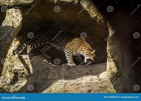 Image result for Leopard Eating