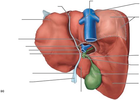 Human Liver Terms & Definitions for Medical Study Flashcards | Quizlet