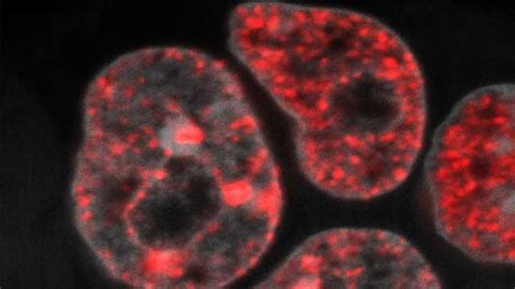 Image result for Yamanaka Discovered Cellular Reprogramming