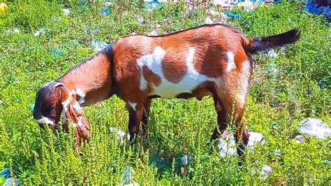 Image result for Goat Farm Setup