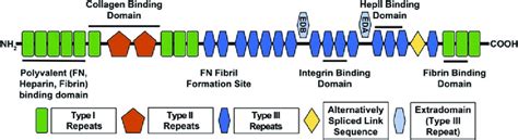 Image result for Fibronectin Domain Structure