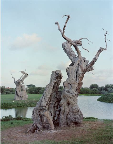 Image result for Multiverse Tree