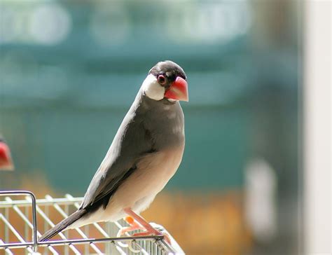 Image result for Java Sparrow Meme