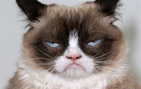 Image result for Grumpy Cat Owner
