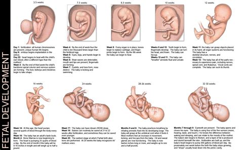 Image result for Fetal Development