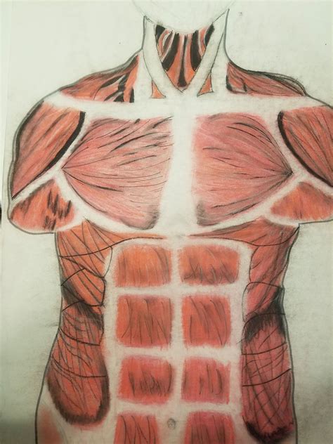 Image result for Model Layout Body