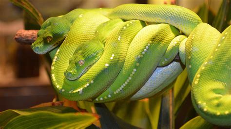 Image result for Green Tree Python Snake