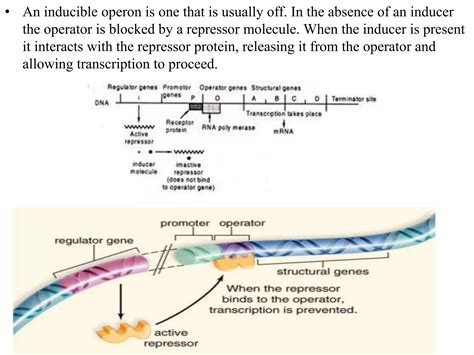 Image result for Operon Types