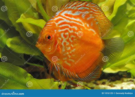 Image result for Red Discus Fish