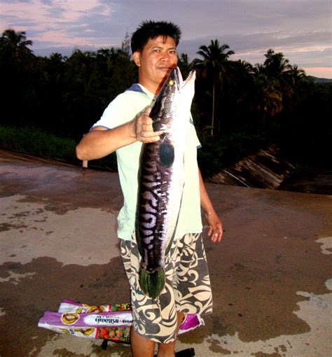 Image result for Snakehead Fish Hunting