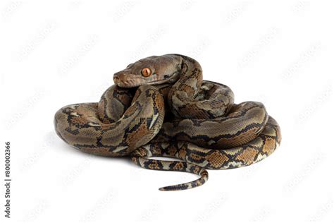 Image result for Python Reticulada