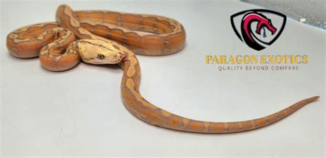 Image result for Motley Reticulated Python