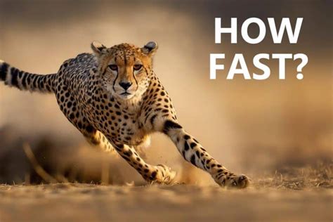 Image result for Fast Cheetah
