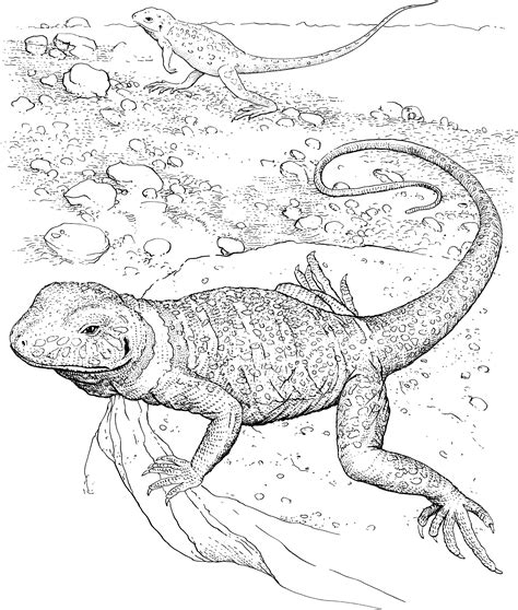 Image result for Lizard Coloring Pages