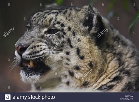Image result for Snow Leopard Side View
