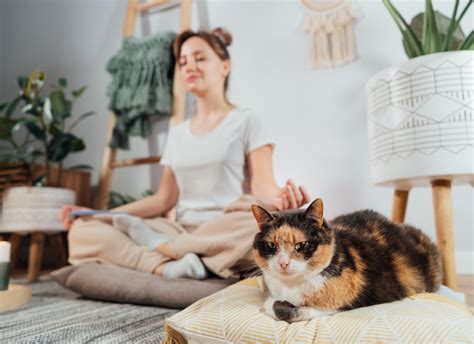 Image result for Spring Mind From Cod