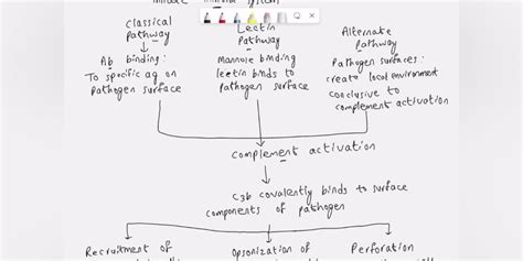 Image result for Complement Activation Pathways Comparison