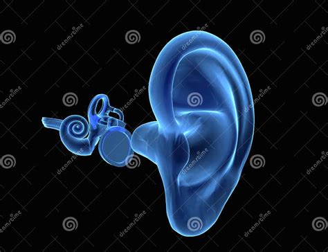Image result for Incus On-Ear Model