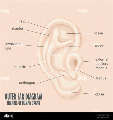 Image result for Outer Ear Angiogram