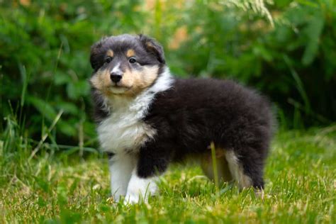 Image result for Mini Sheltie