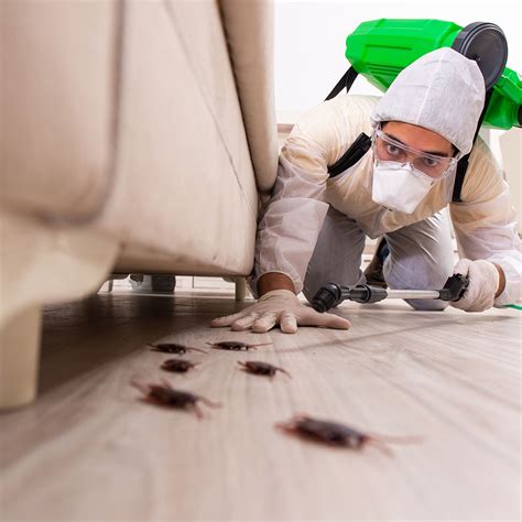 Image result for Poisonous Cockroach