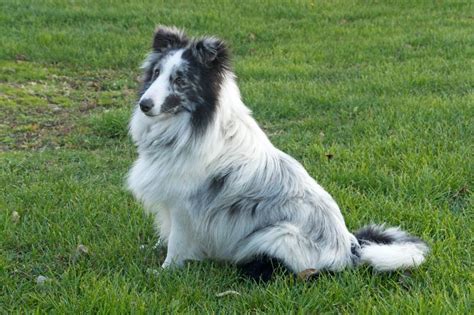 Image result for Sheltie Color Chart