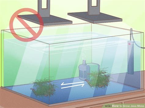 Image result for How to Grow Java Moss